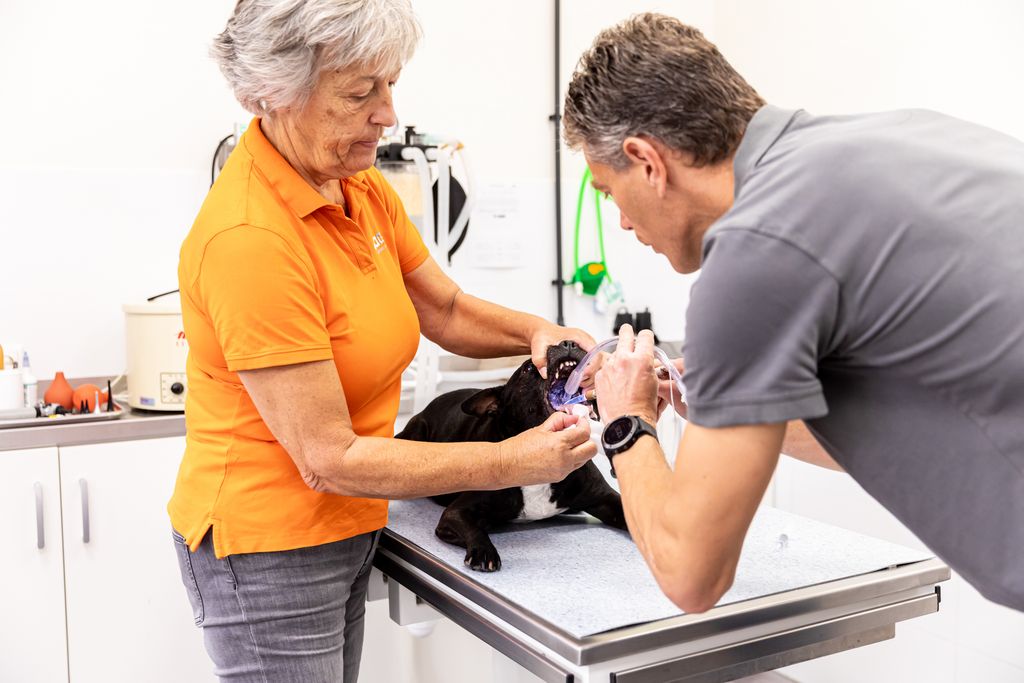 Aadal Dierenklinieken